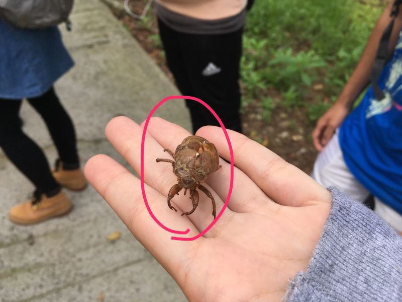 Bugs in Korea | CIEE