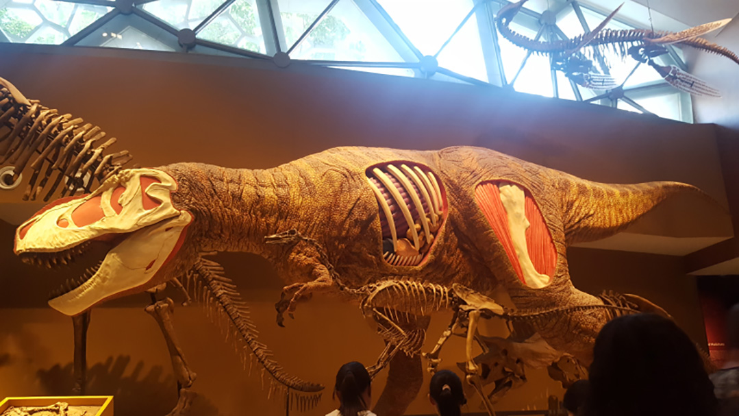 Scavenger Hunt at the Shanghai Natural History Museum | CIEE