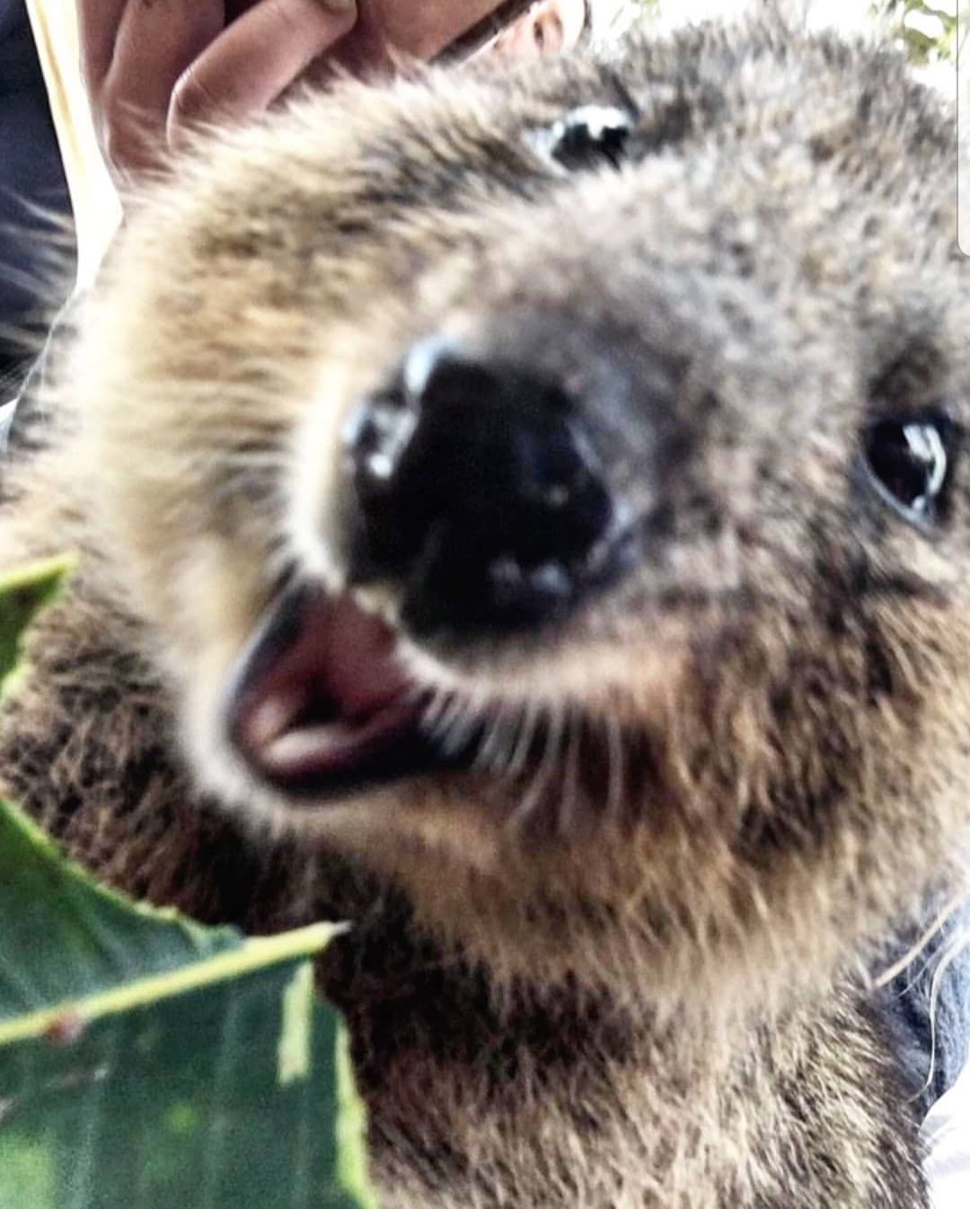 The land of the Quokkas