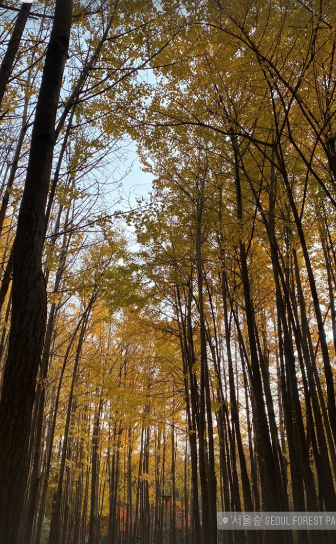 A Peaceful Afternoon in Seoul Forest