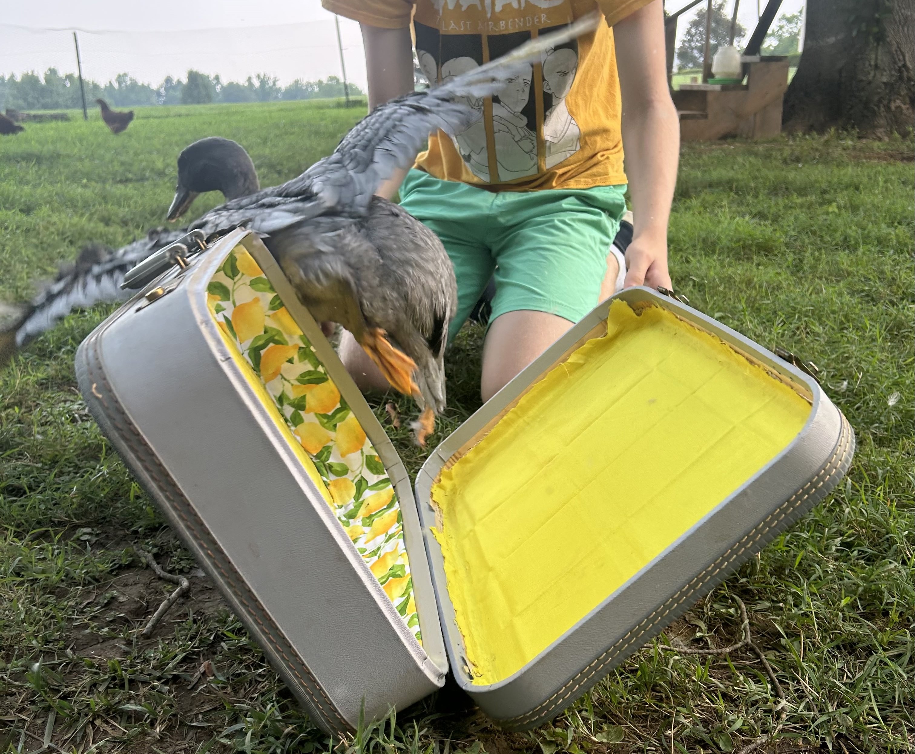 Packing My Pet Duck, Steven | CIEE