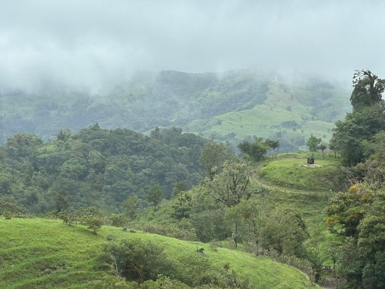 Global Navigator Perspective: Zipping through the Rainforest