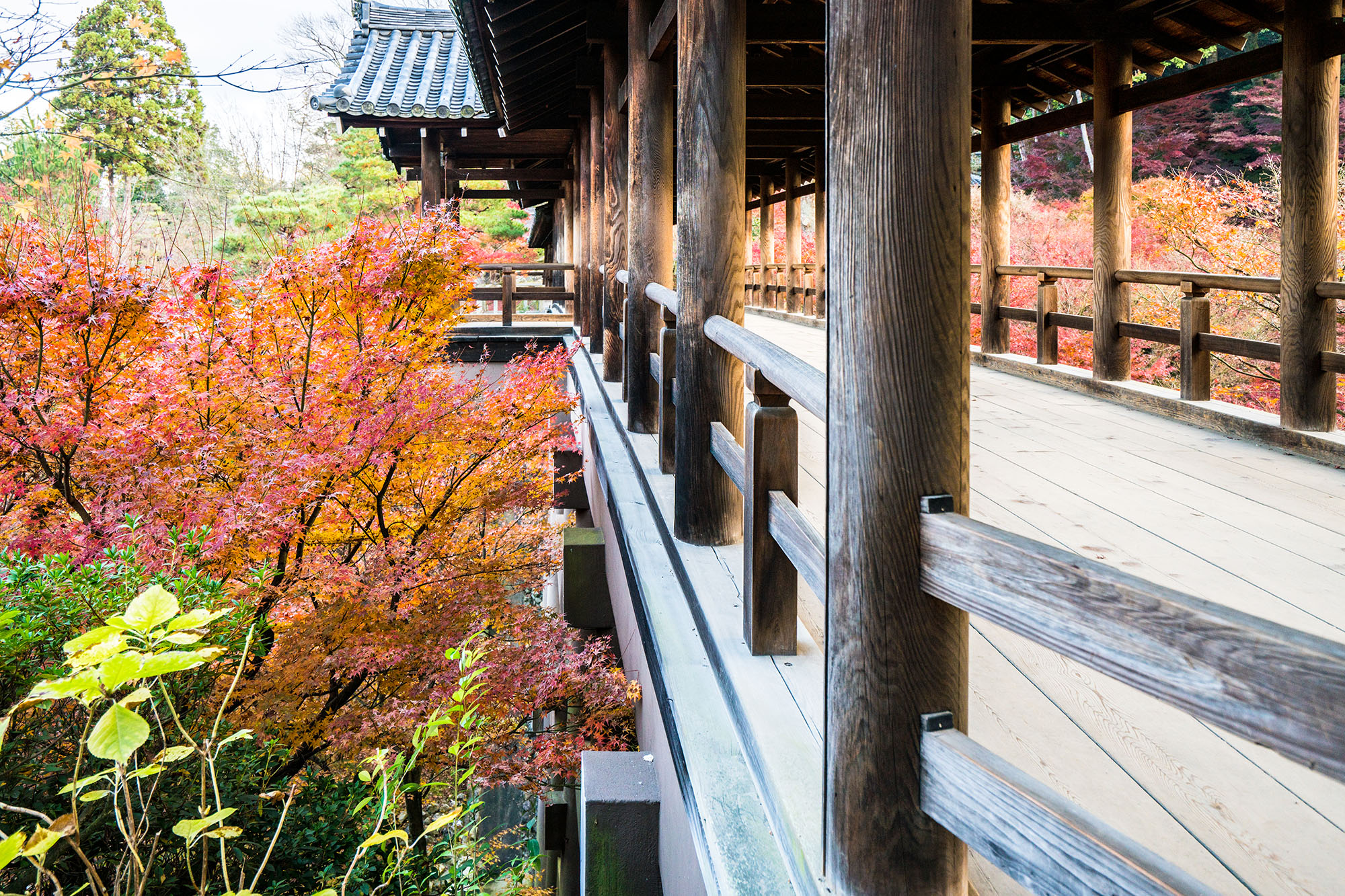 Semester Global Internship | Kyoto | College Study Abroad | CIEE