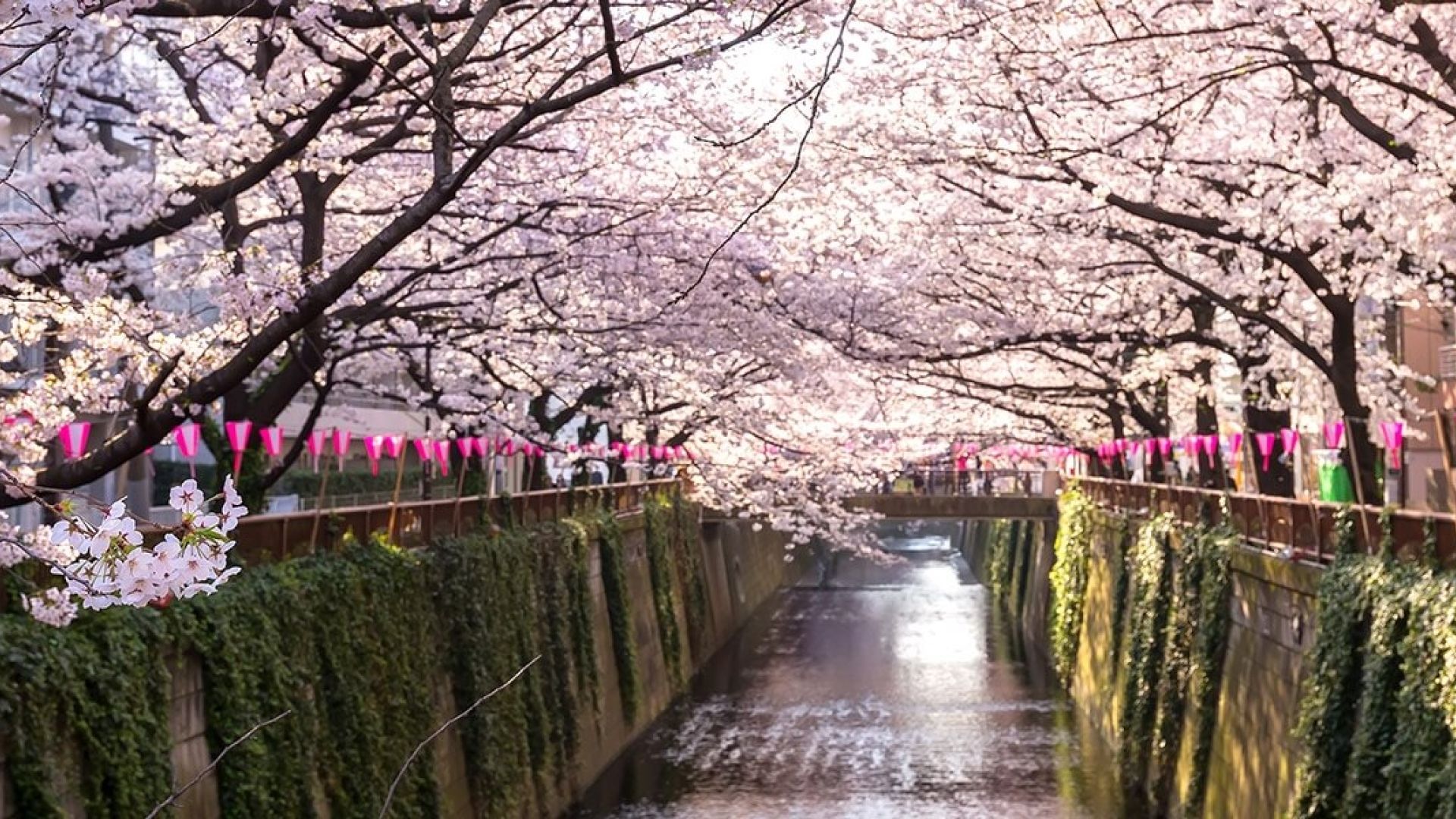 Dr. Michael S. | CIEE