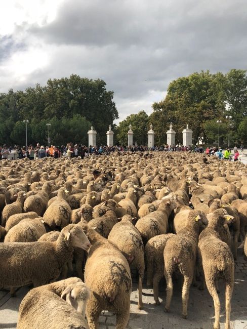 2,000 Sheep in Downtown Madrid?! | CIEE