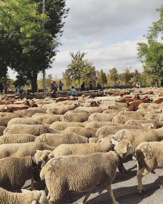 2,000 Sheep in Downtown Madrid?! | CIEE