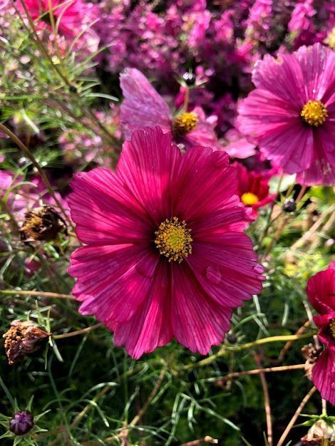 Rose Garden at Castle Howard | CIEE