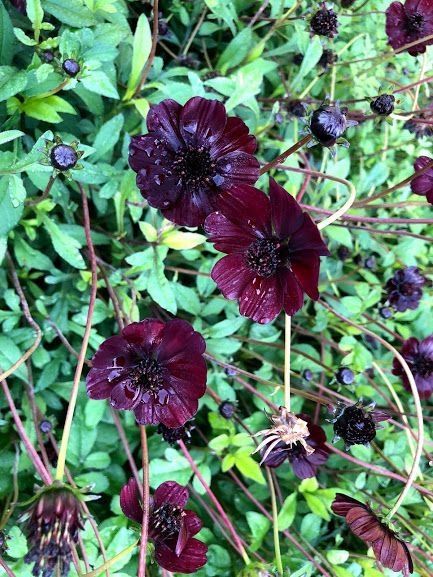 Rose Garden at Castle Howard | CIEE