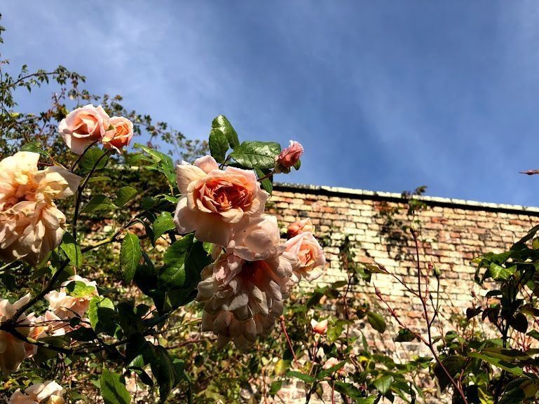 Rose Garden at Castle Howard | CIEE
