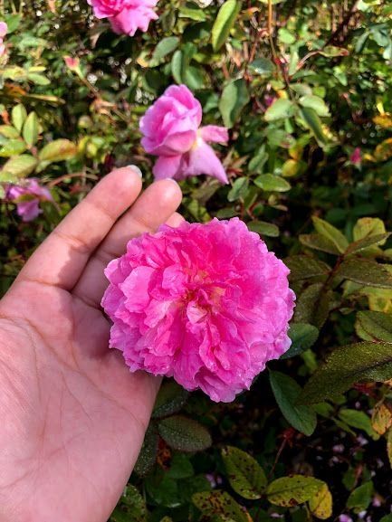 Rose Garden at Castle Howard | CIEE