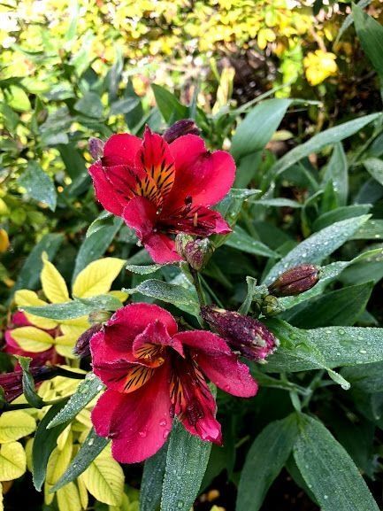 Rose Garden at Castle Howard | CIEE