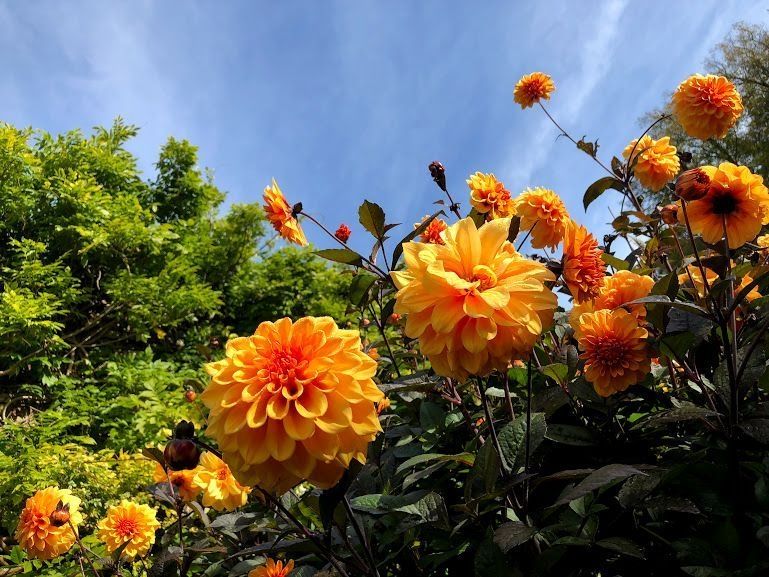 Rose Garden at Castle Howard | CIEE