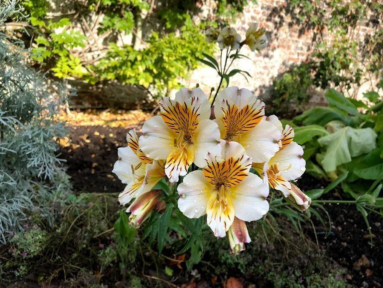 Rose Garden at Castle Howard | CIEE