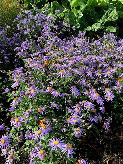 Rose Garden at Castle Howard | CIEE