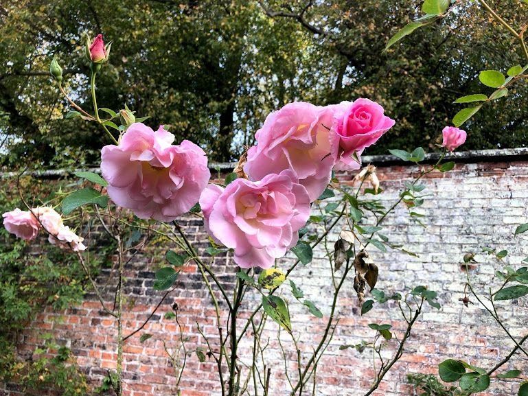 Rose Garden at Castle Howard | CIEE