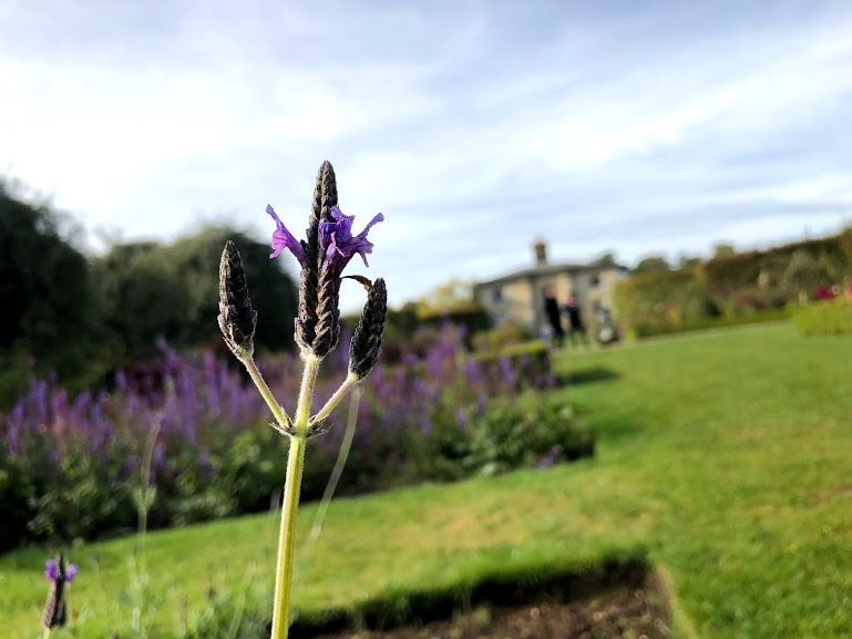 Rose Garden at Castle Howard | CIEE