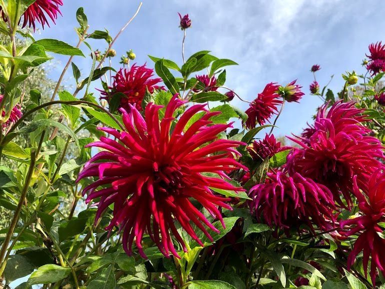 Rose Garden at Castle Howard | CIEE