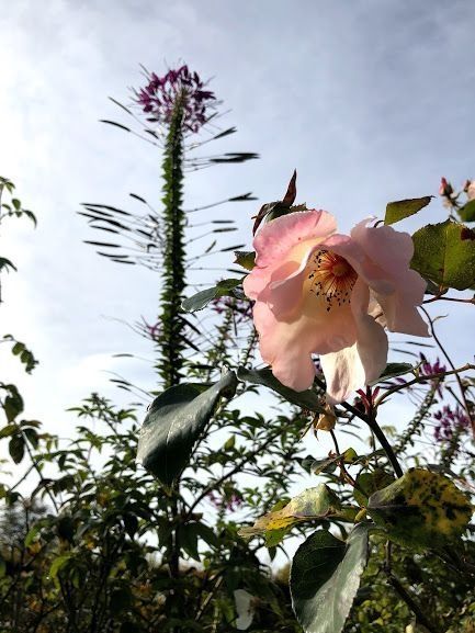 Rose Garden at Castle Howard | CIEE