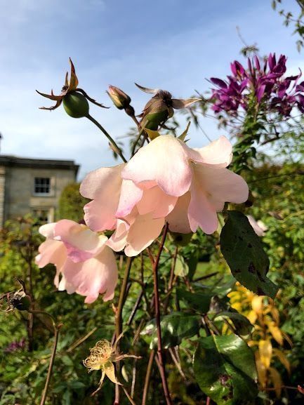 Rose Garden at Castle Howard | CIEE