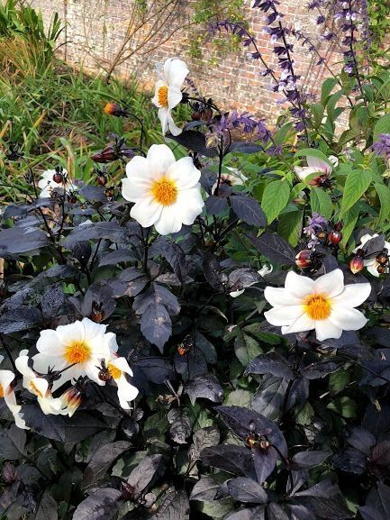 Rose Garden at Castle Howard | CIEE