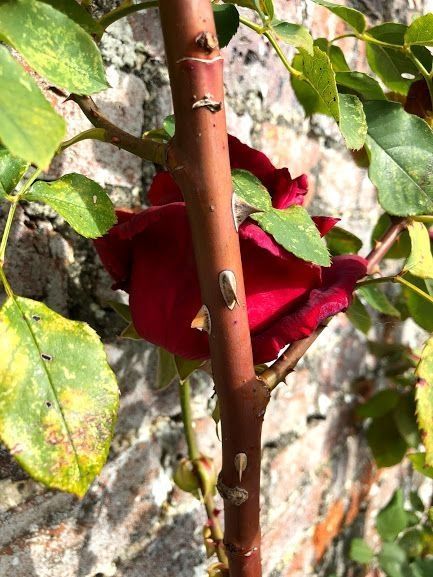 Rose Garden at Castle Howard | CIEE