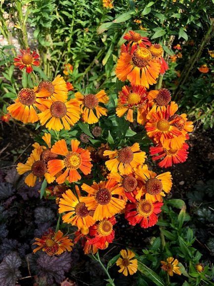 Rose Garden at Castle Howard | CIEE