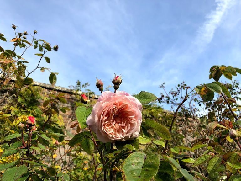 Rose Garden at Castle Howard | CIEE