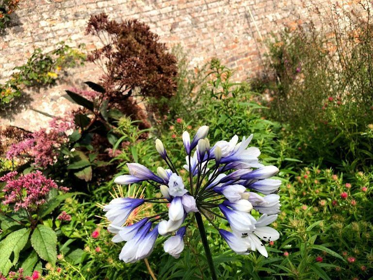Rose Garden at Castle Howard | CIEE