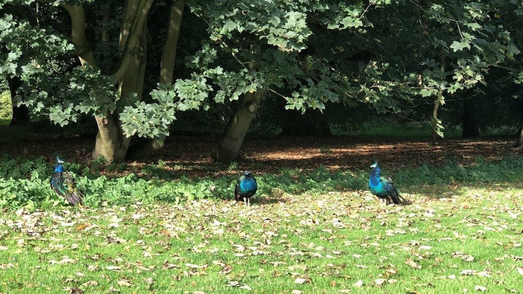 Rose Garden at Castle Howard | CIEE