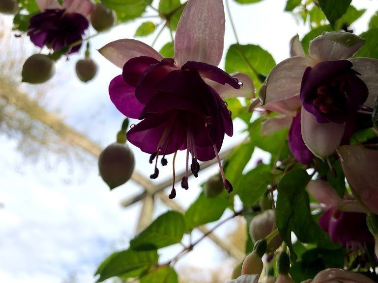 Rose Garden at Castle Howard | CIEE
