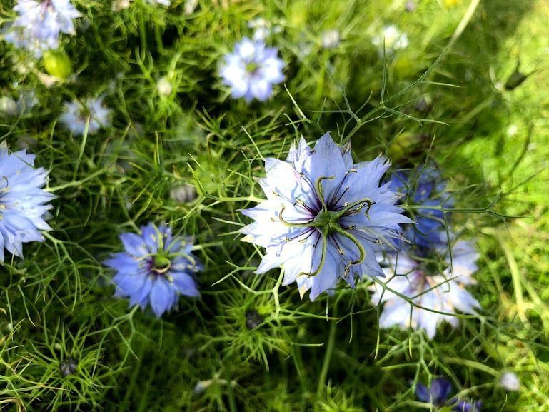 Rose Garden at Castle Howard | CIEE