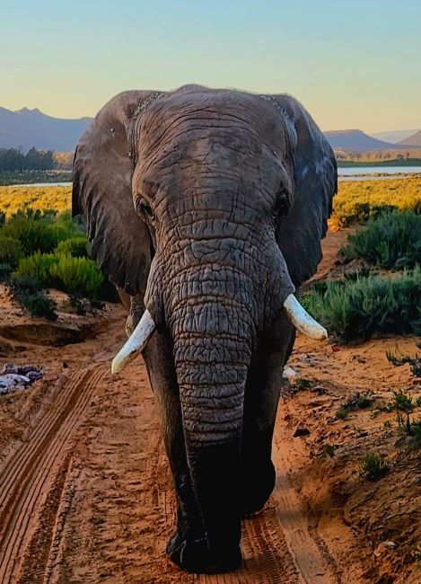 Days 16-19: Cooking with Kelp and a Safari. | CIEE